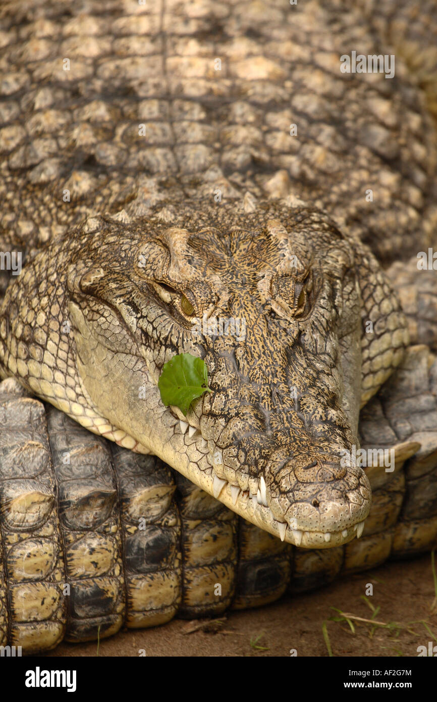 Nile Crocodile Crocodylus niloticus Stock Photo - Alamy