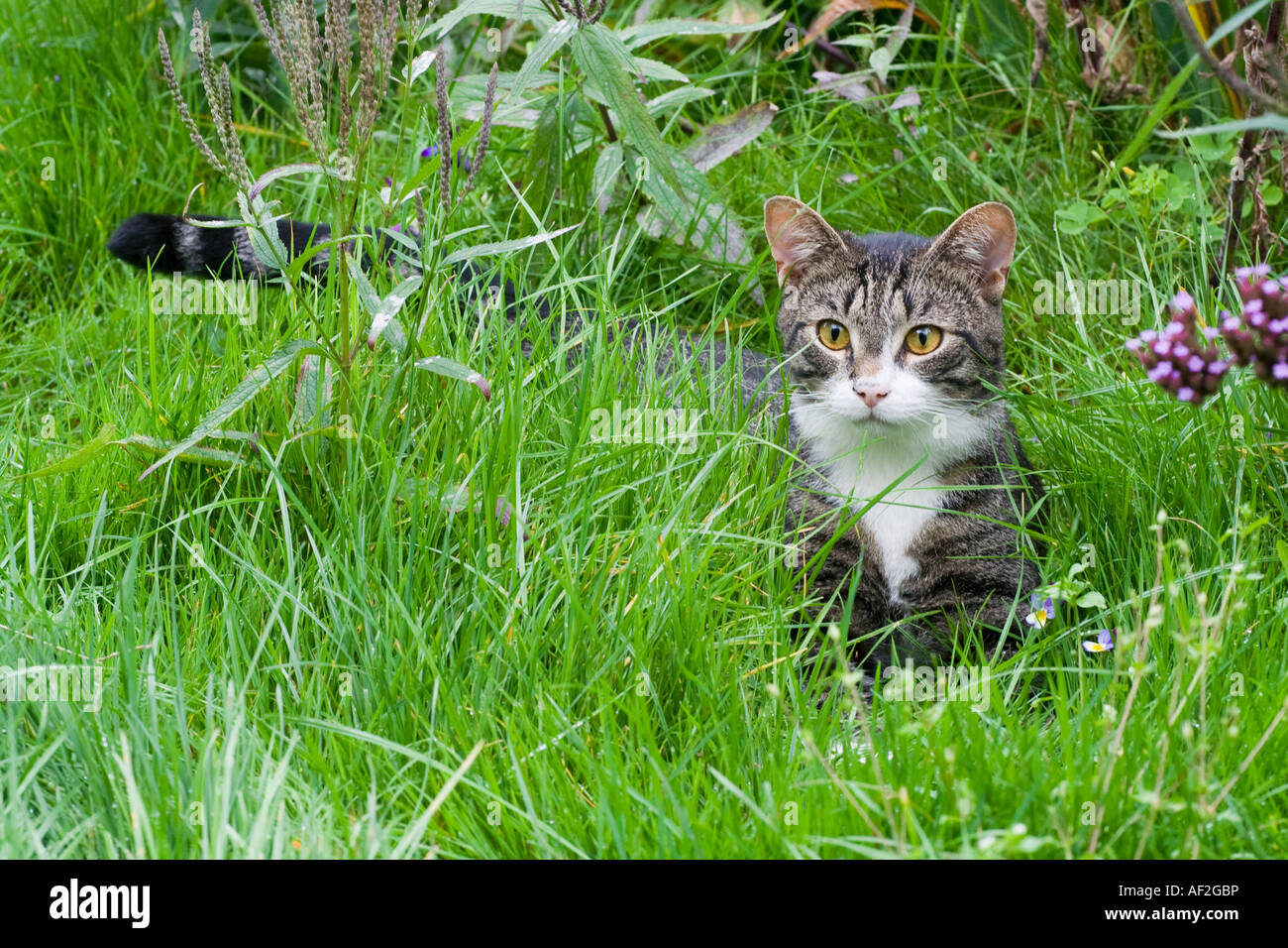 Tabby cat in grass Stock Photo - Alamy