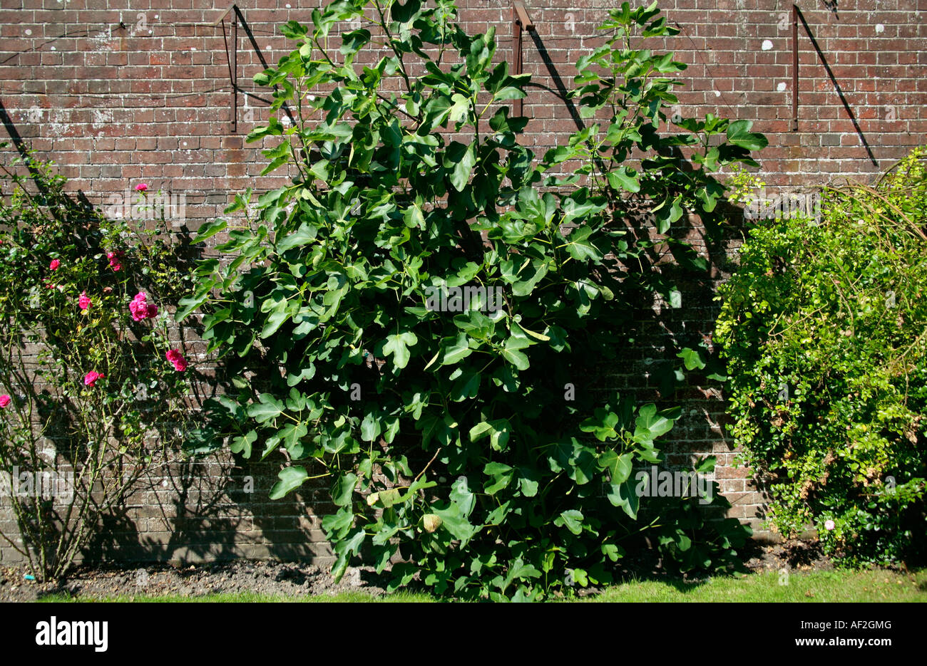 Fig tree being grown against red brick garden wall in late summer, West ...