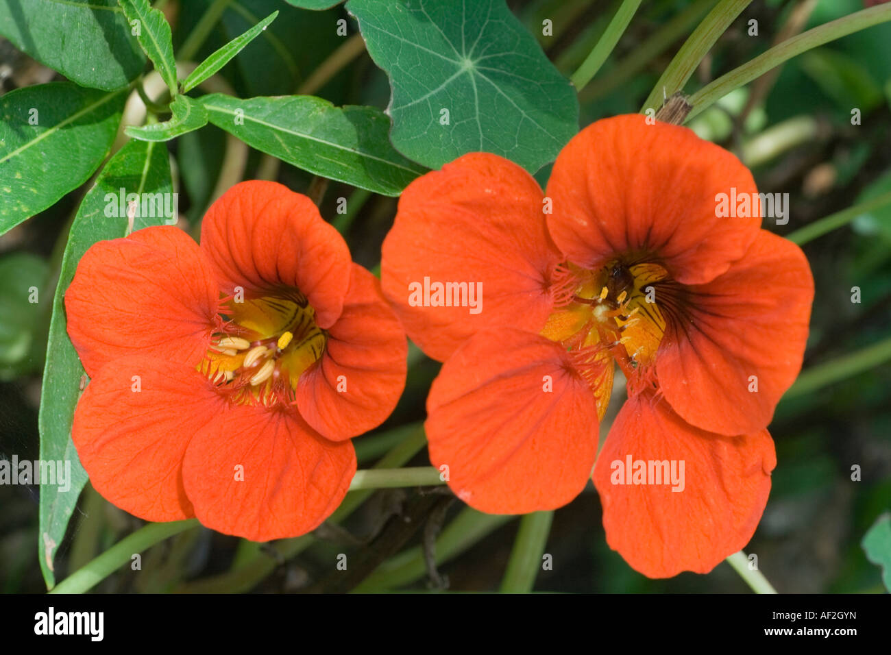 Nasturtium vine hi-res stock photography and images - Alamy