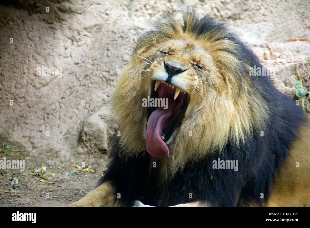 Lion, king of the jungle, yawning Stock Photo - Alamy