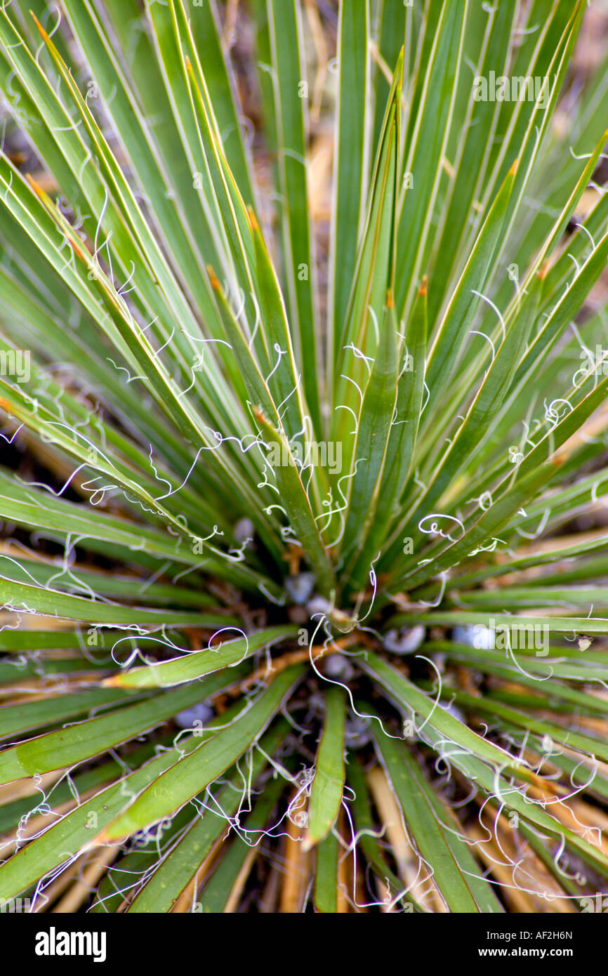Yucca plant in western Colorado Stock Photo - Alamy