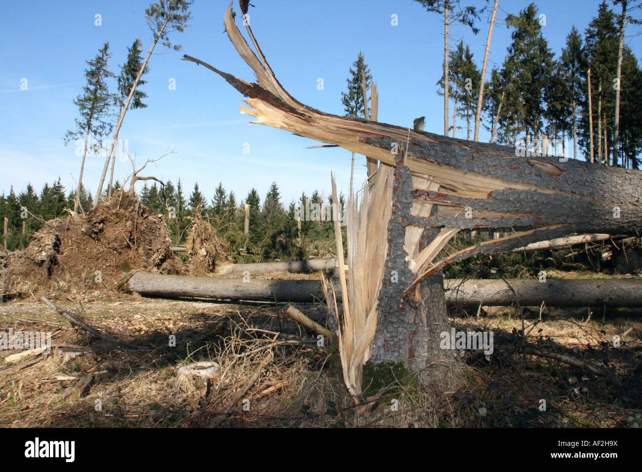 Storm damage in a wood Stock Photo - Alamy