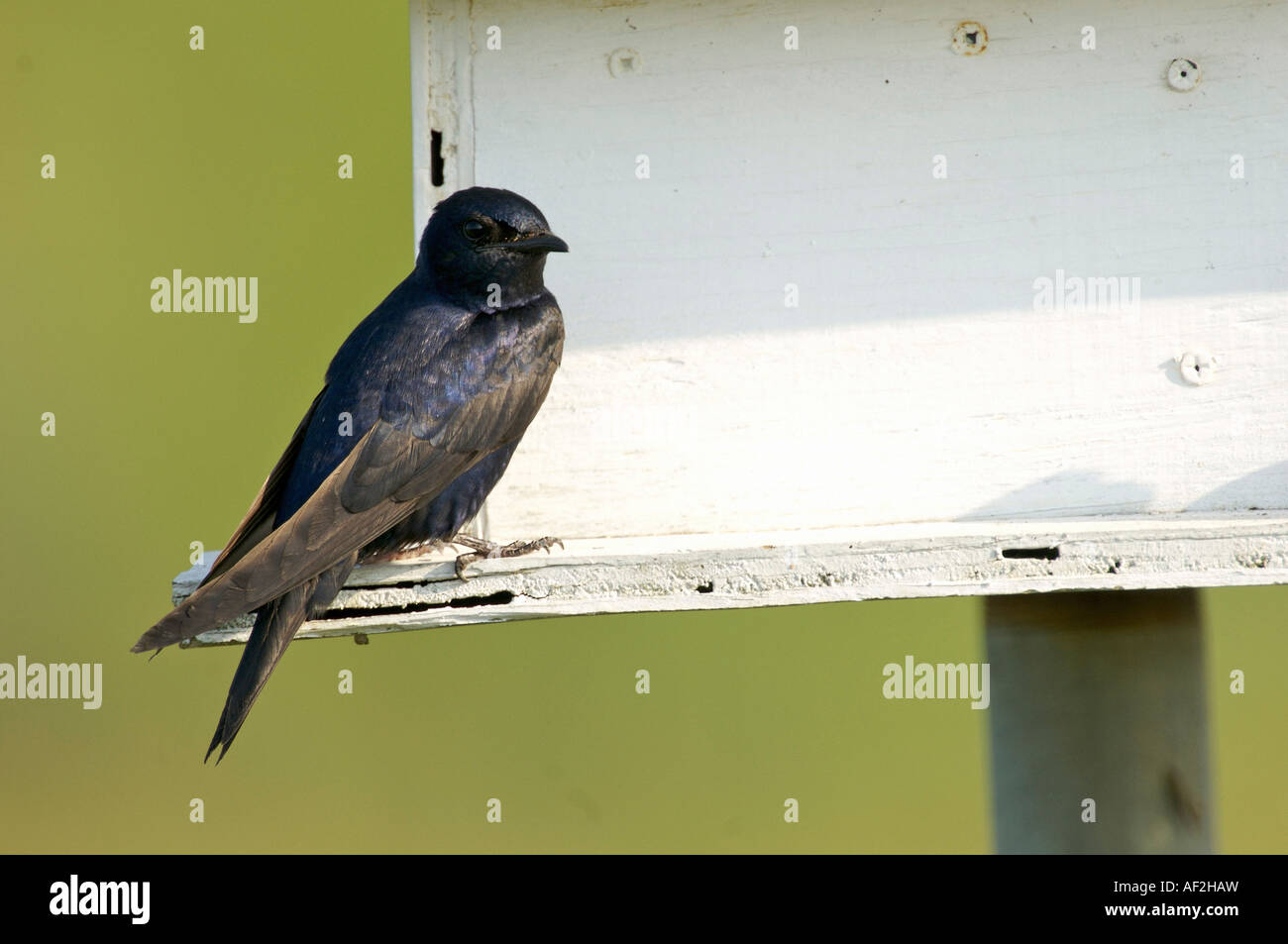 Male Purple Martin on nesting box Wakodahatchee Wetlands Delray Beach ...