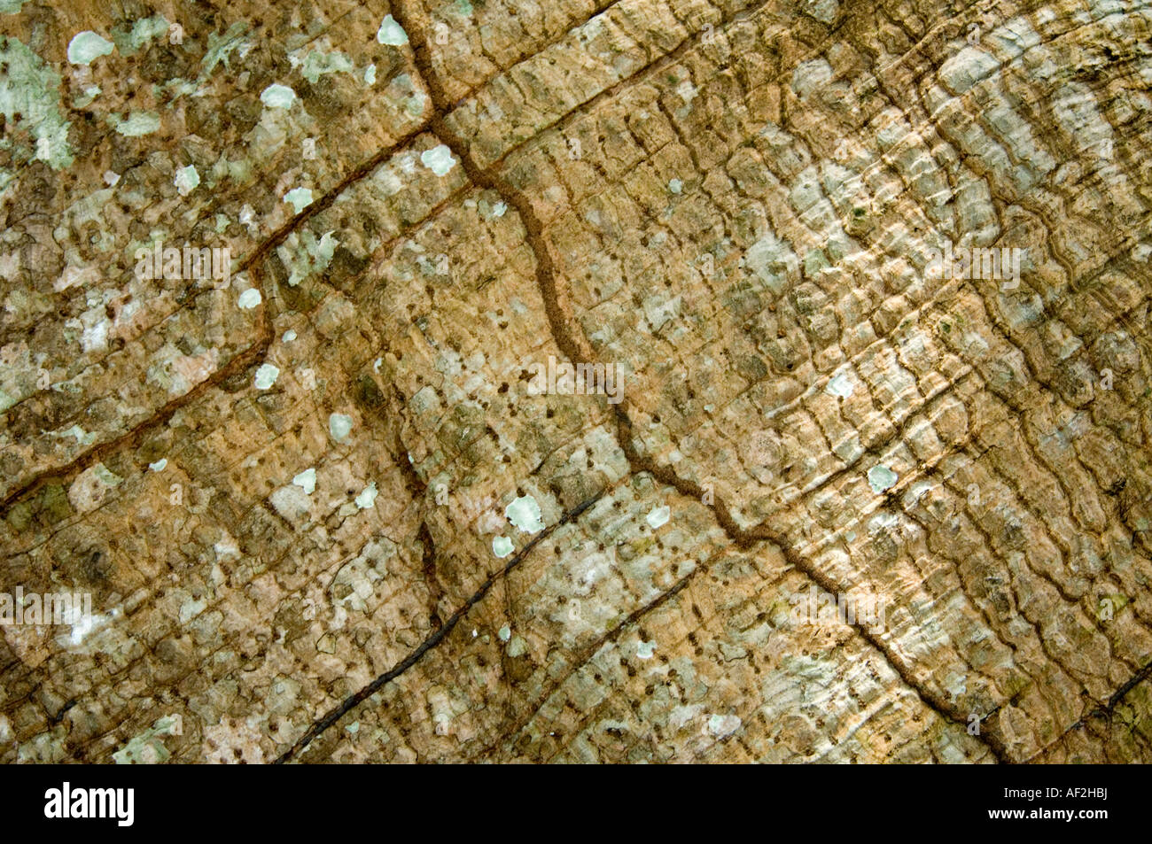 Termites tracks on bark Pará Brazil Stock Photo - Alamy