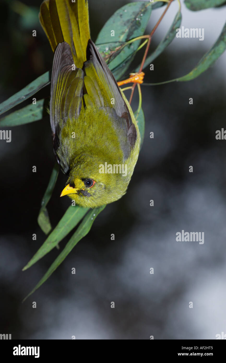 Bell miner bird hi-res stock photography and images - Alamy