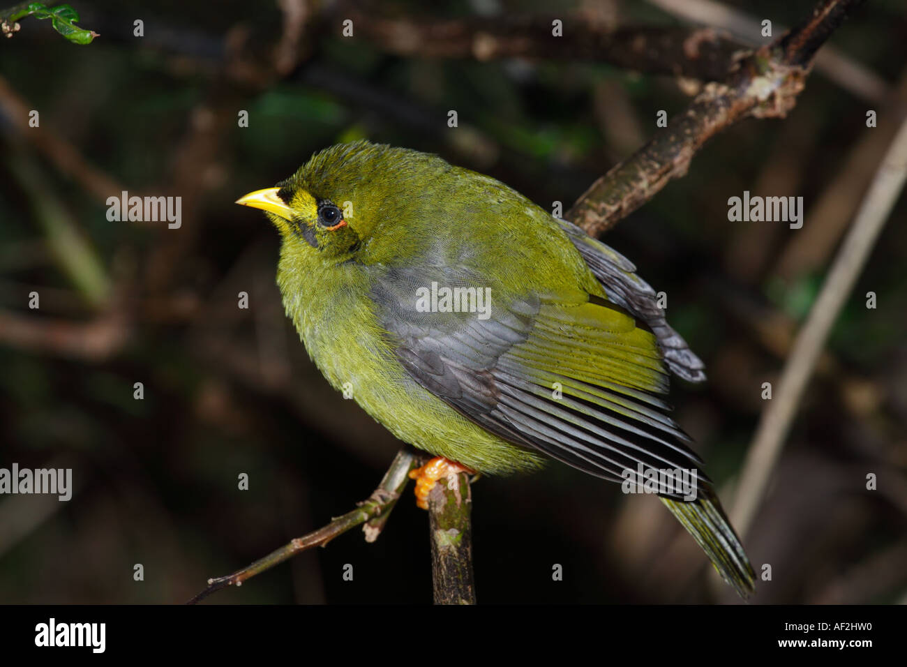 Bell miner bird Stock Photo - Alamy