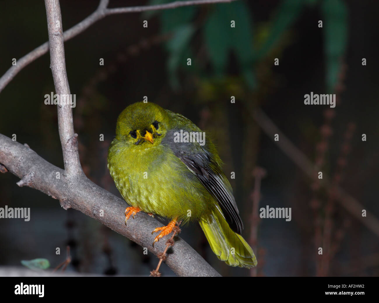 Bell miner bird Stock Photo - Alamy