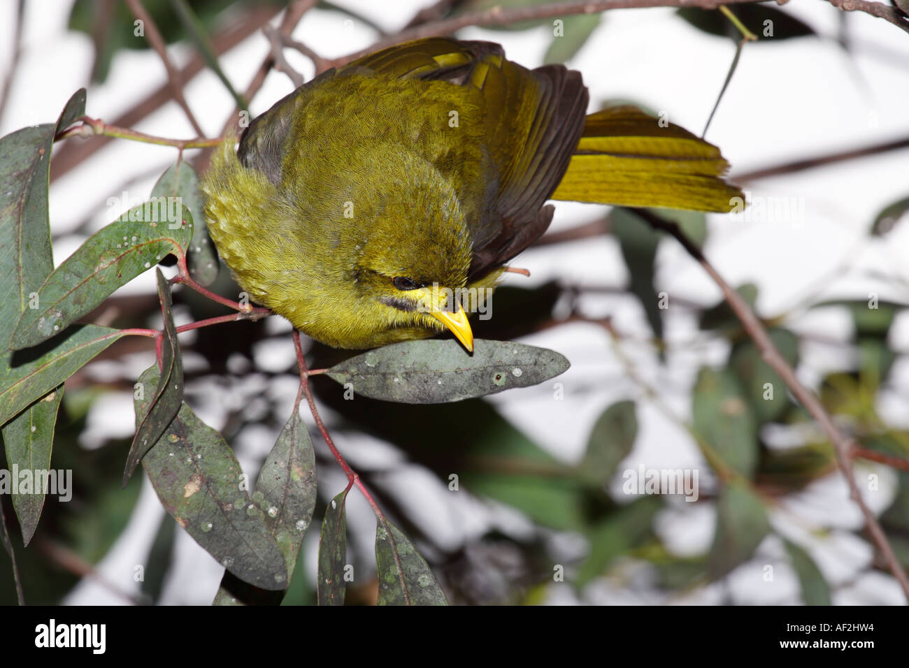 Bell miner bird Stock Photo - Alamy