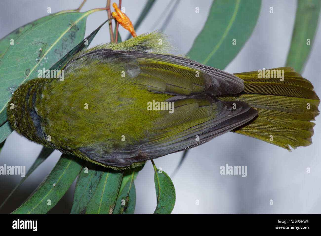 Bell miner bird Stock Photo - Alamy