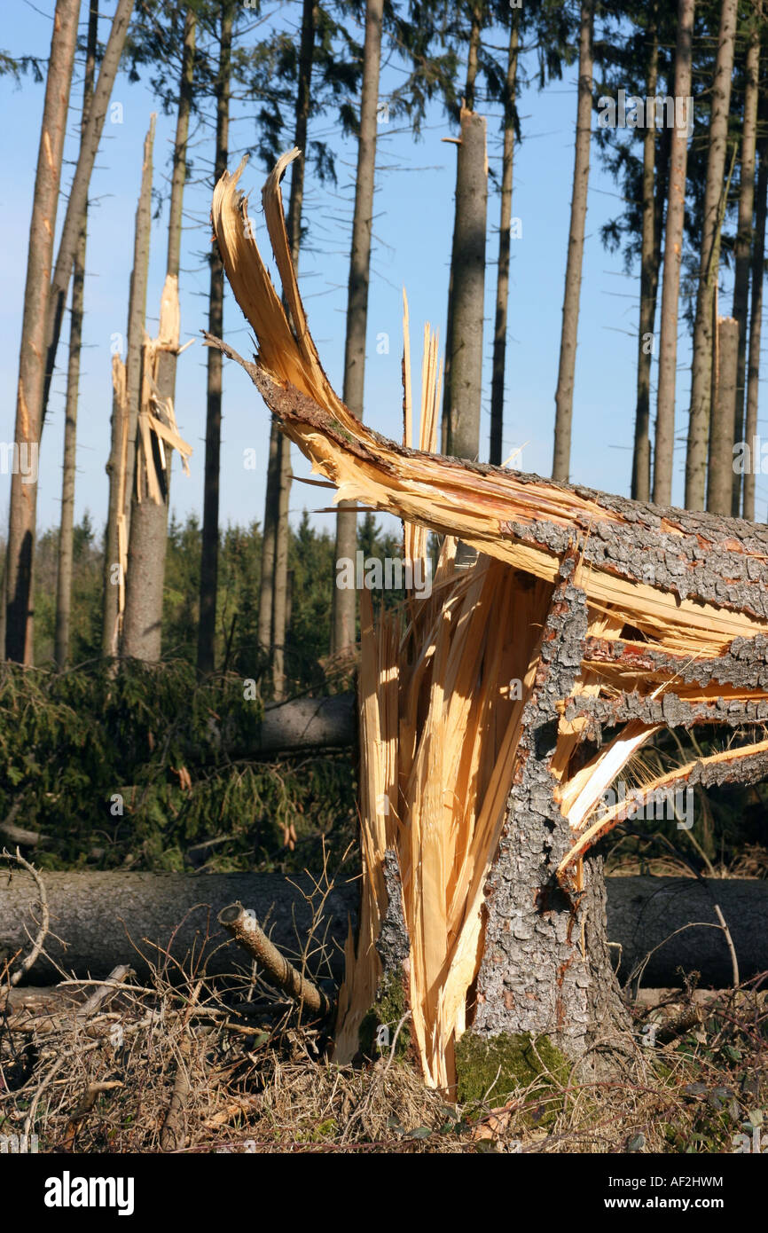 Storm damage in a wood Stock Photo - Alamy