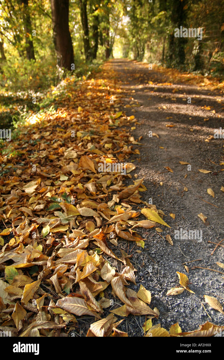 a path lined with fallen leaves Stock Photo - Alamy