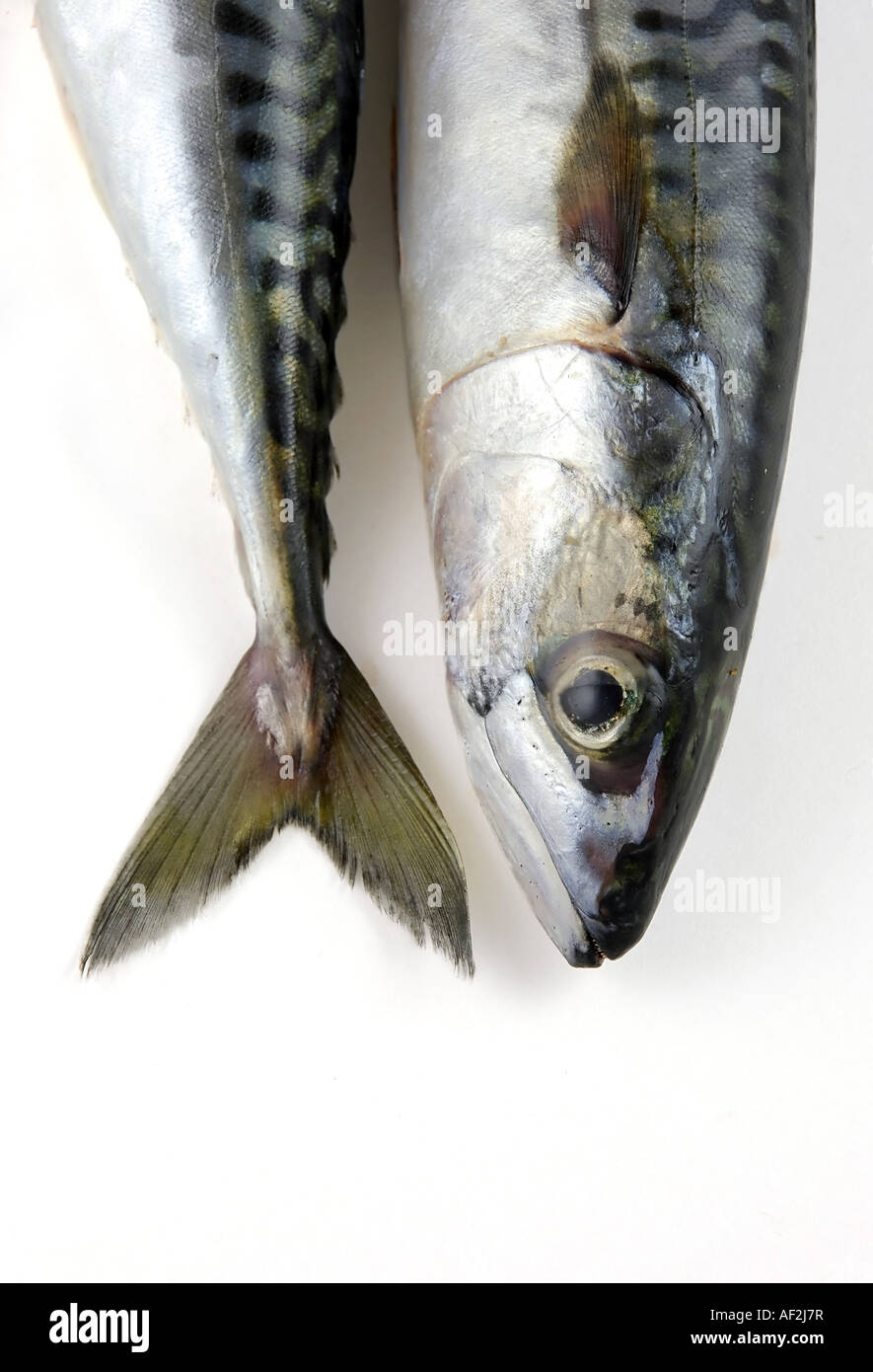 the head and tail of a mackerel Stock Photo - Alamy