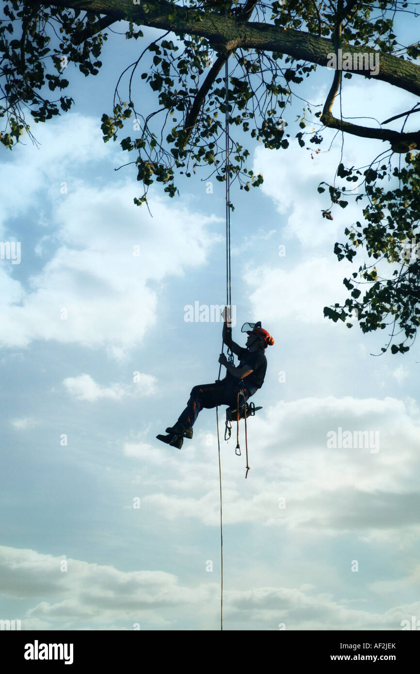 a tree surgeon climbing a tall tree Stock Photo - Alamy