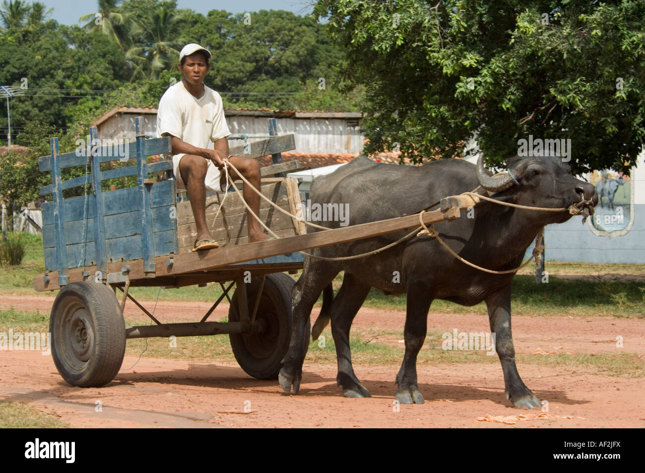 Buffalo cart Soure Ilha de Marajó Pará Brazil Stock Photo - Alamy
