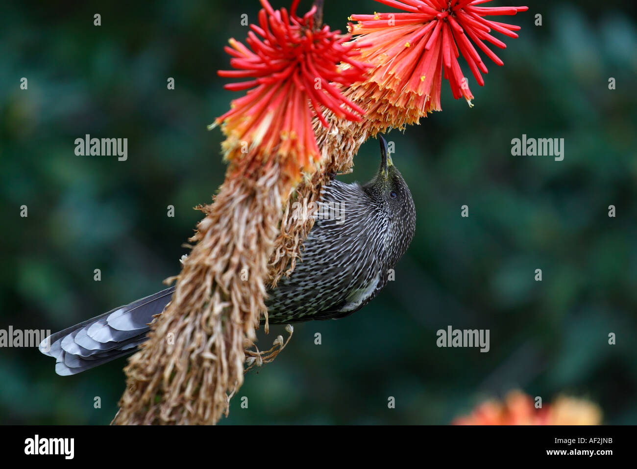 Little wattle bird eating nectars of red hot poker Stock Photo - Alamy