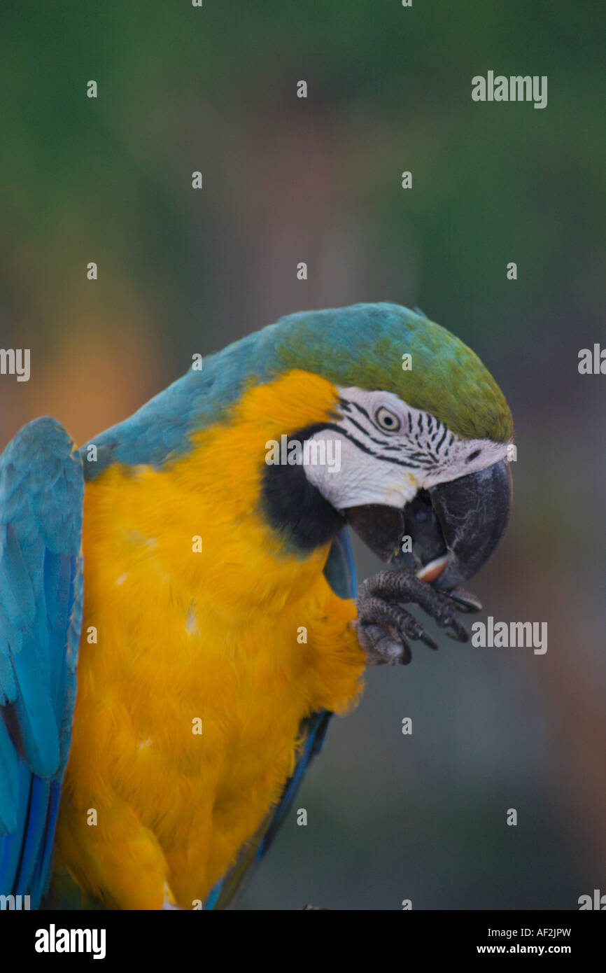 parrot show at zoomarine algarve portugal Stock Photo - Alamy