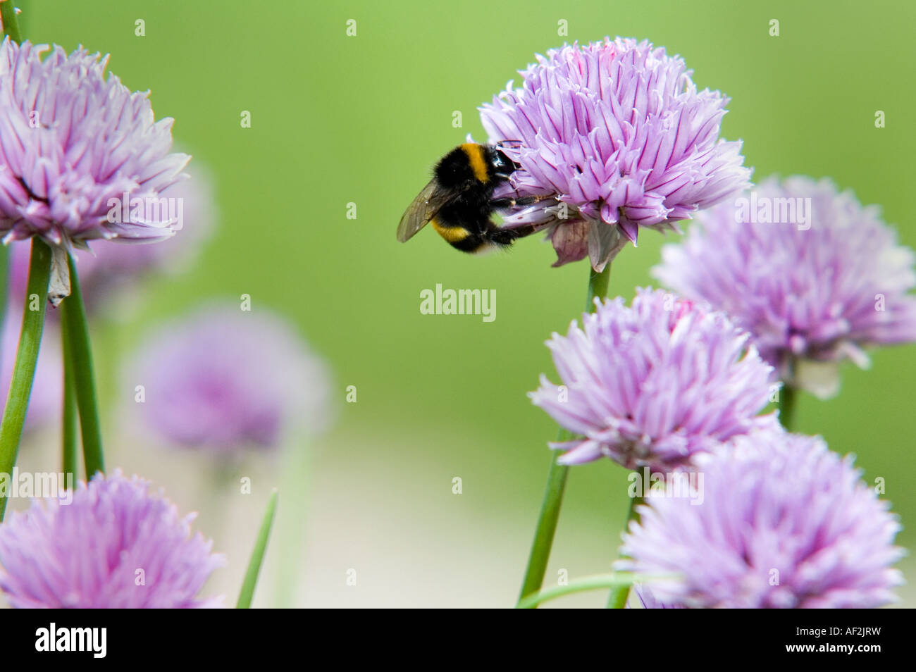 Native honey bees hi-res stock photography and images - Alamy