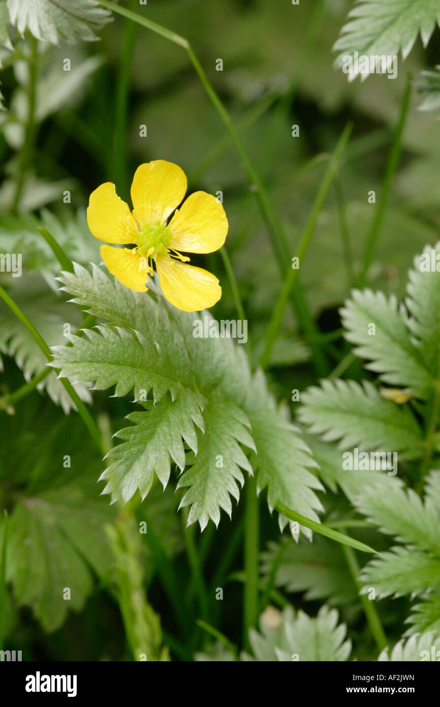 Silverweed (Potentilla anserina) flower and leaves, England, UK Stock ...