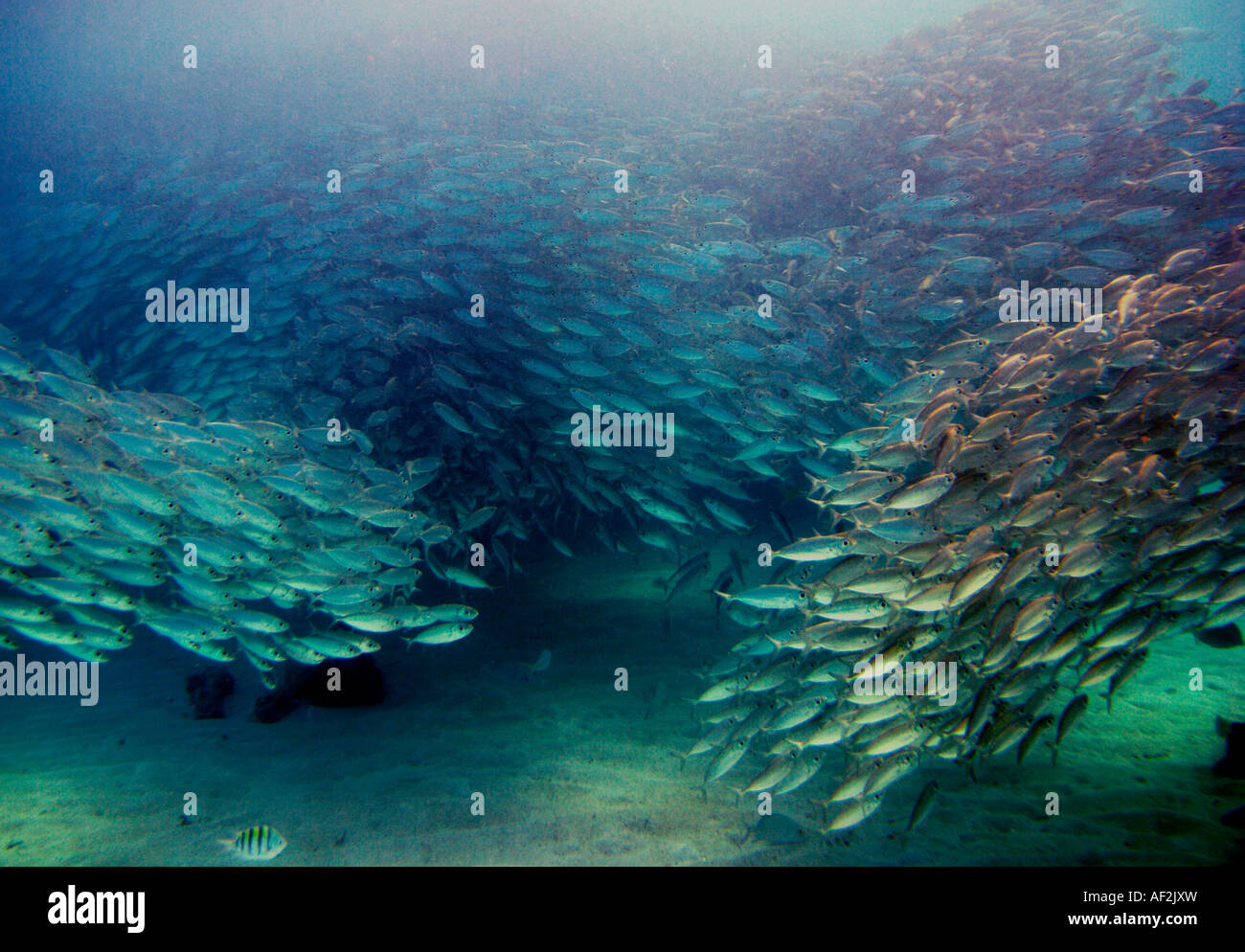 Shoal of bigeye scad fish (Selar crumenophthalmus), Akumal Bay ...