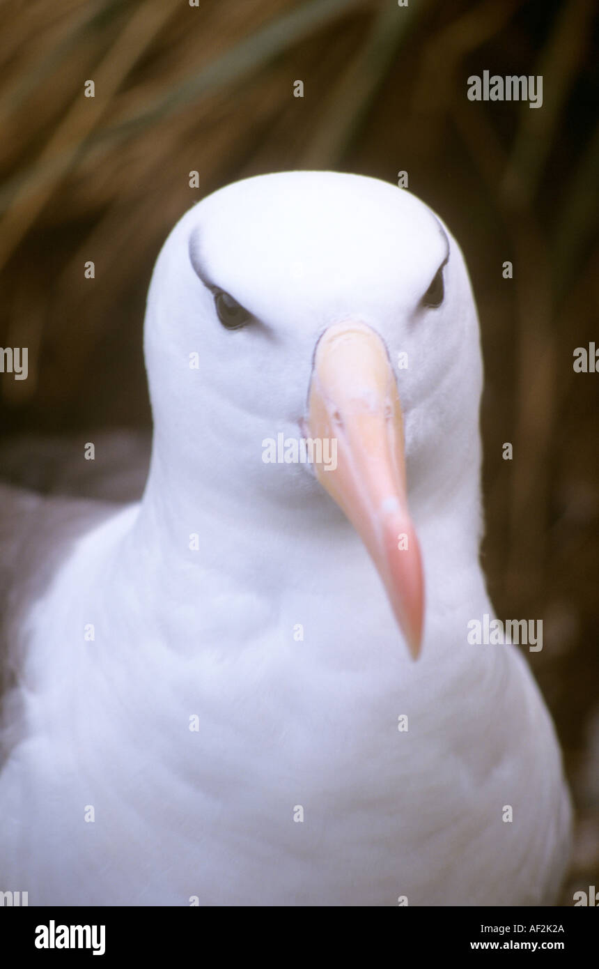 BLACK BROWED ALBATROSS Vertical upright HEAD DIOMEDEA MELANOPHRIS ...