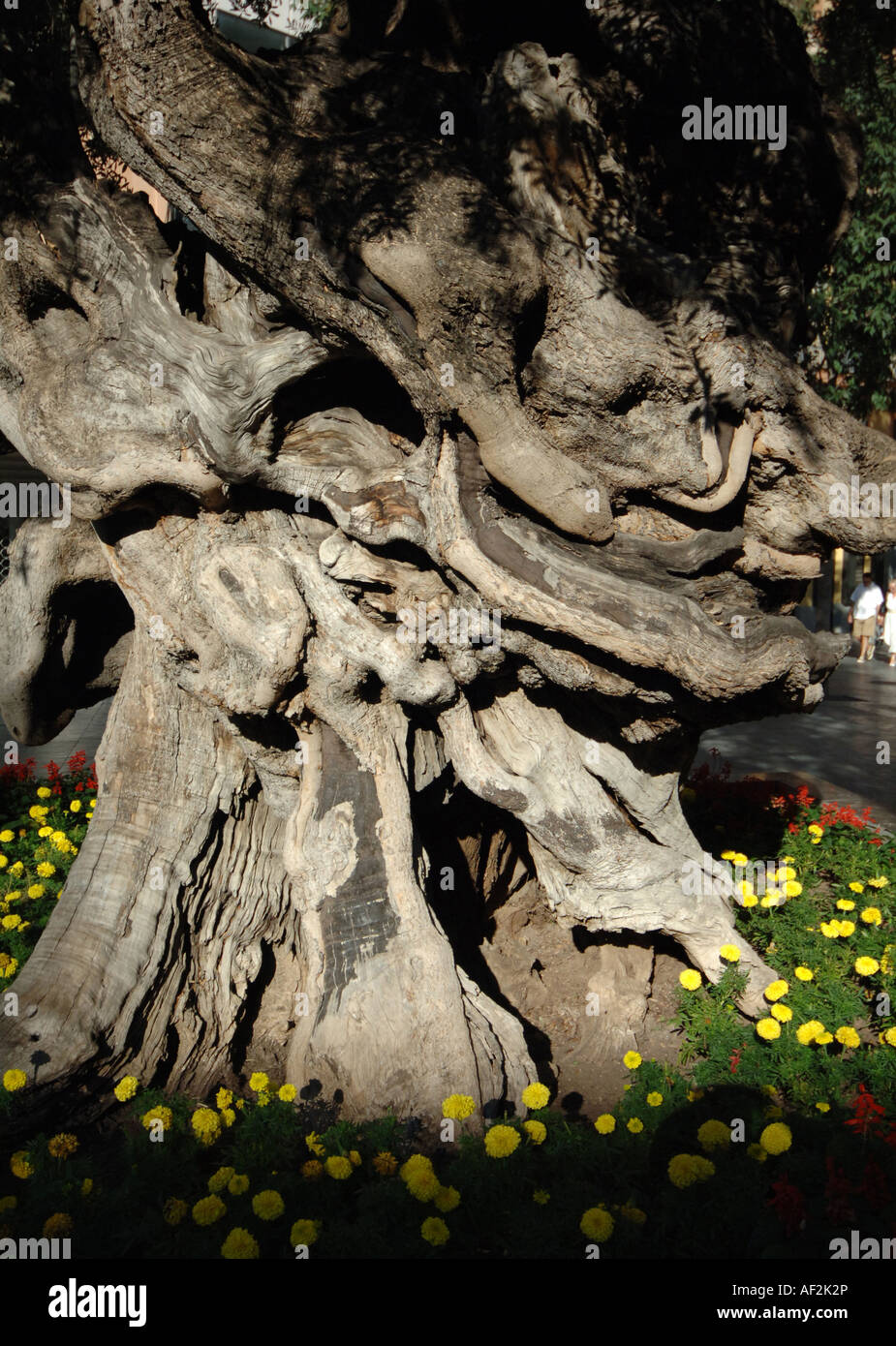Tree crannies hi-res stock photography and images - Alamy