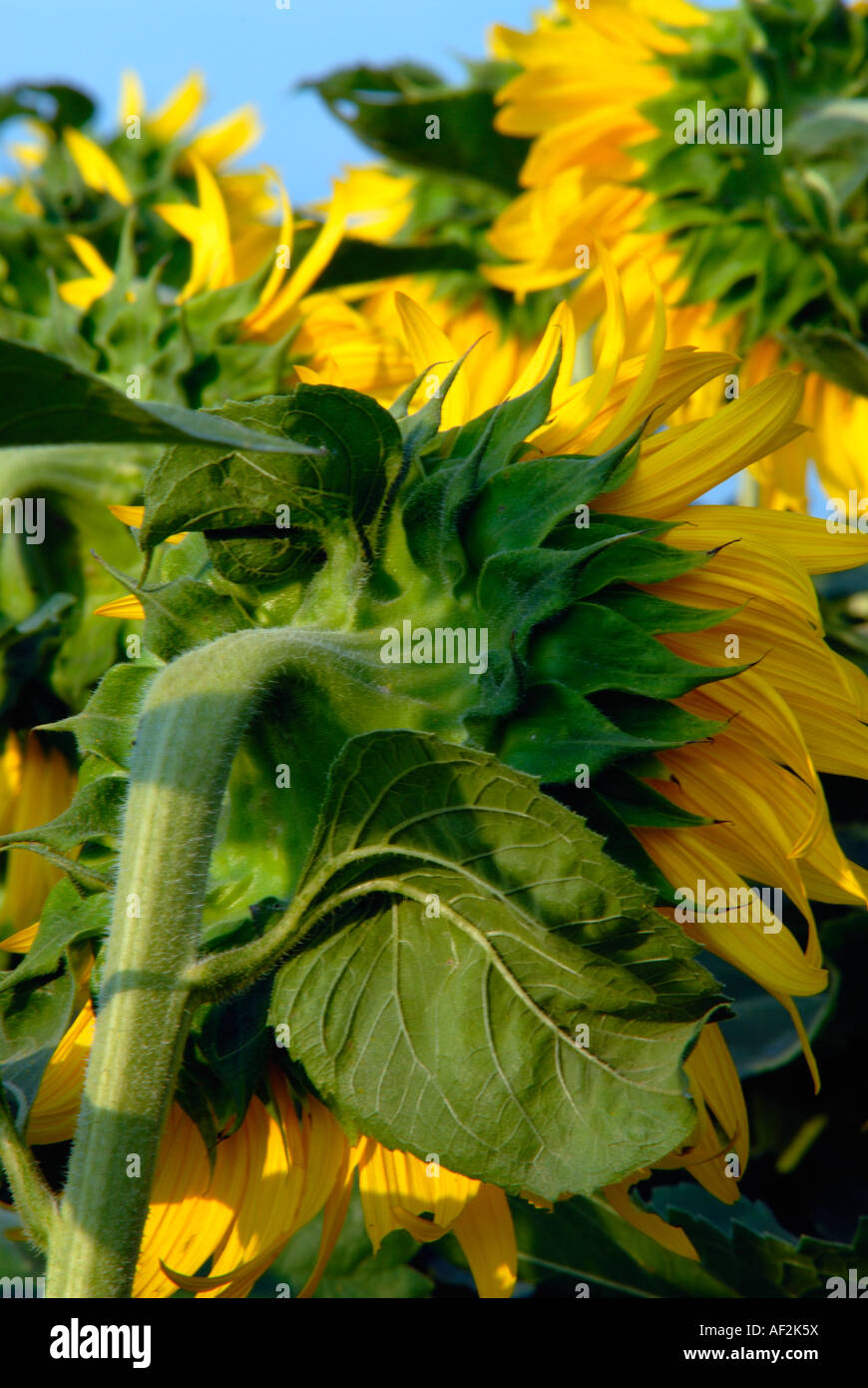 A close up of sunflowers from behind Stock Photo - Alamy