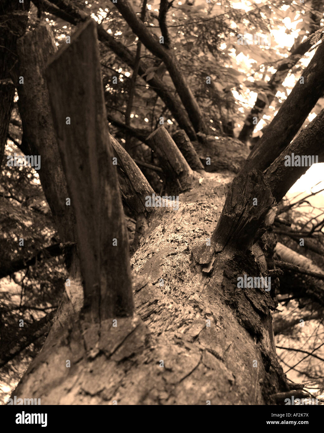 View along fallen tree showing texture of bark Stock Photo - Alamy