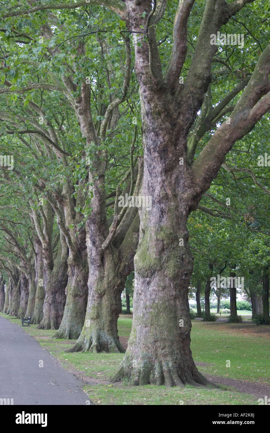 London plane tree avenue hi-res stock photography and images - Alamy