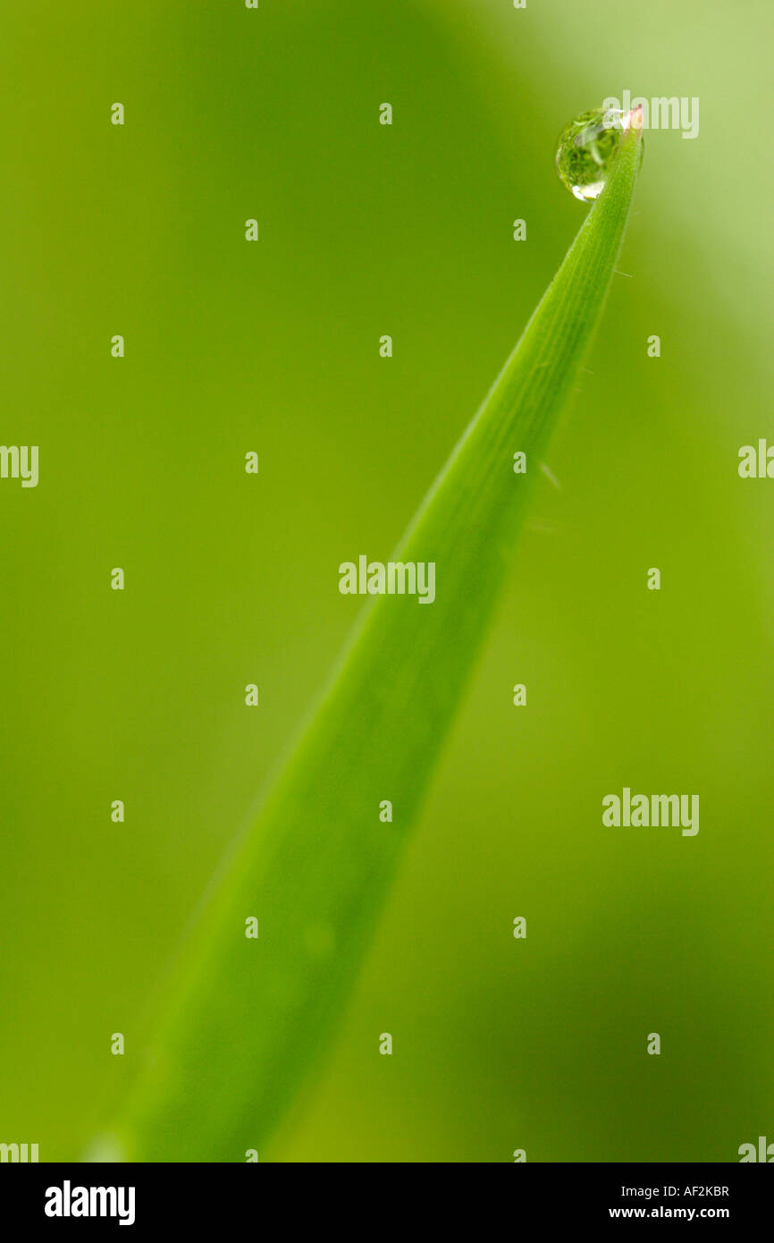 Water droplet at tip of grass blade Stock Photo - Alamy