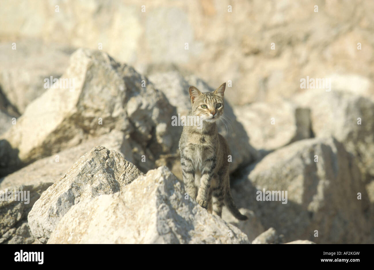 a young house cat is sitting between rocks and looks around Stock Photo ...