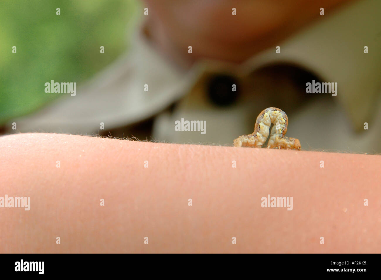 blurred in the background looks with curiosity at a caterpillar inching ...