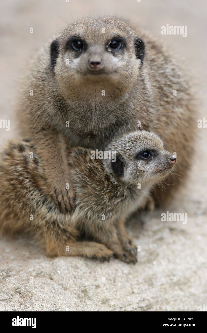 Suricata suricatta hi-res stock photography and images - Alamy