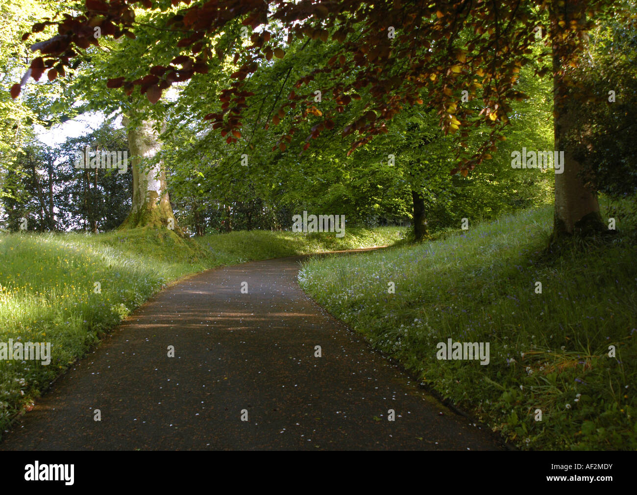 Tree lined pathway Stock Photo - Alamy