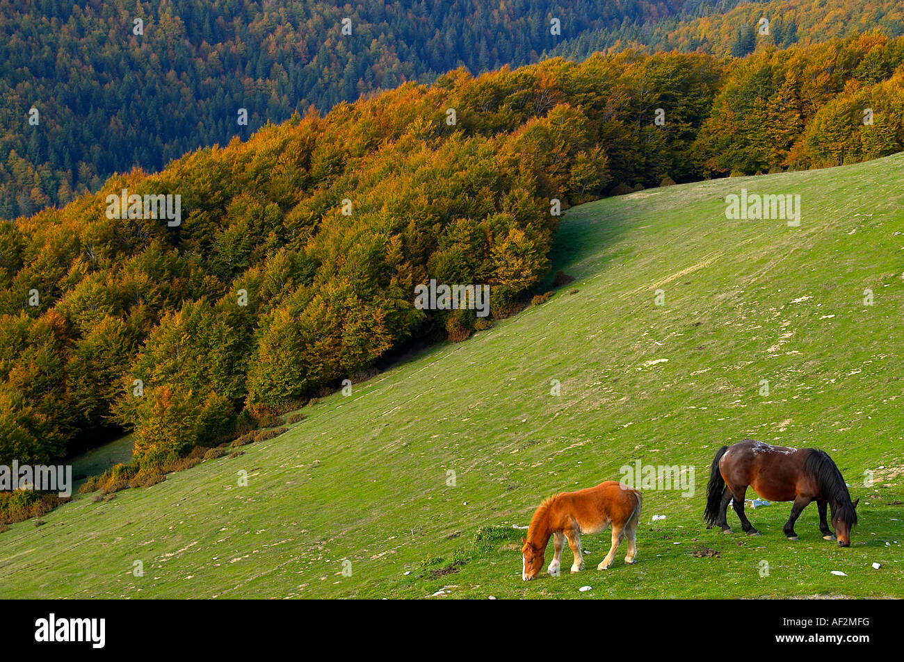 Hayedo, Selva de Irati Navarra Spain. Beech Forest Iraty Forest ...