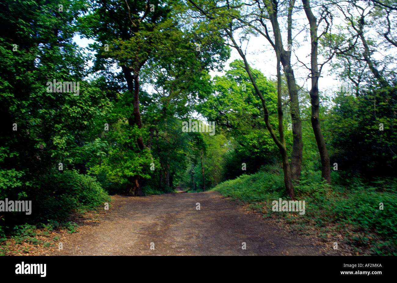 Richmond Park Surrey England Woodland Path Stock Photo - Alamy