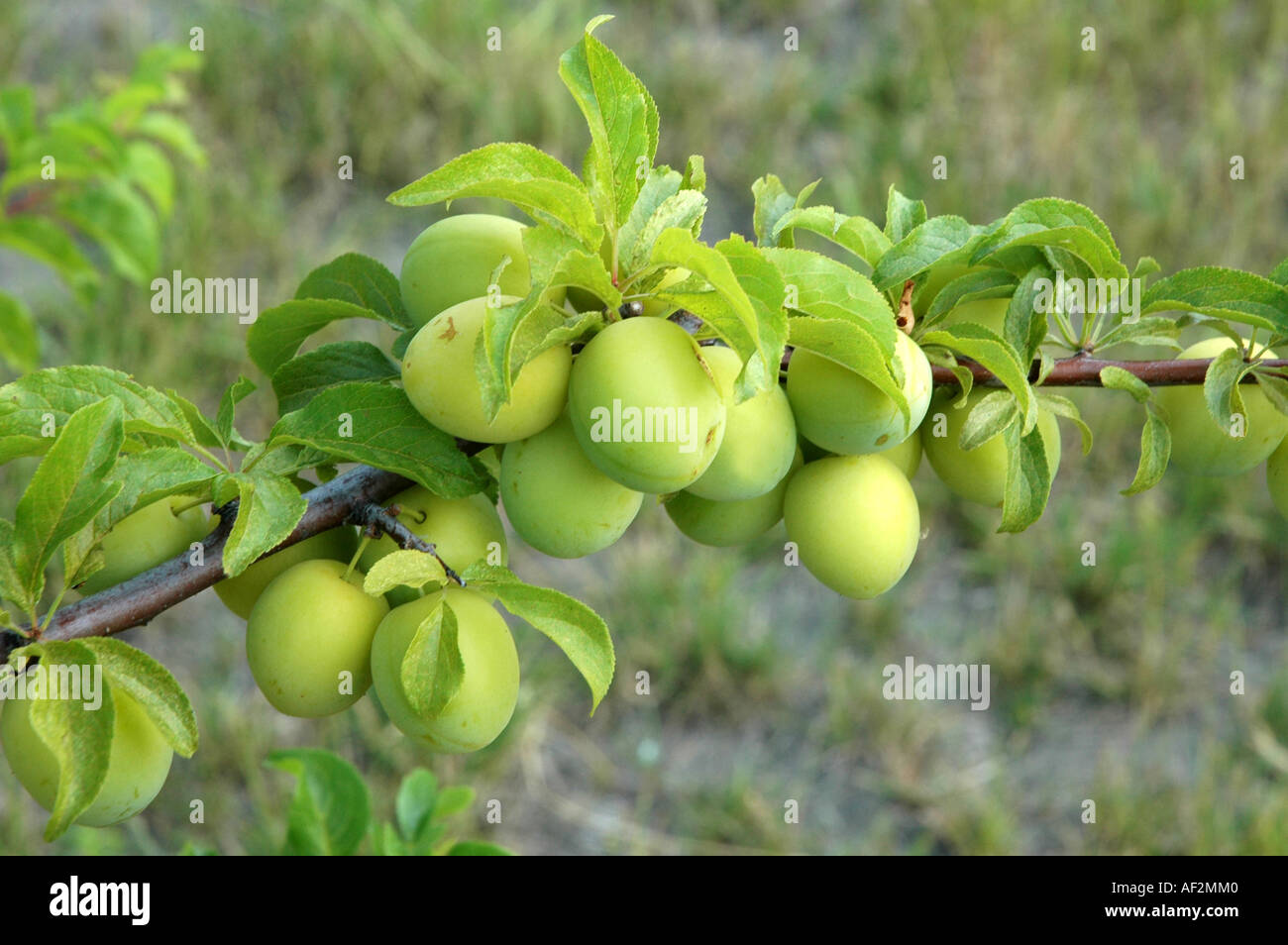 Japanese plum Prunus salicina 'Najdiena' Stock Photo - Alamy