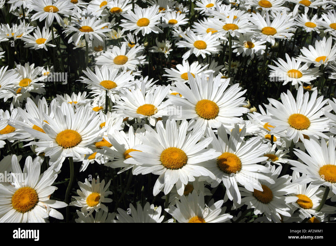 Chrysanthemum x superbum hi-res stock photography and images - Alamy