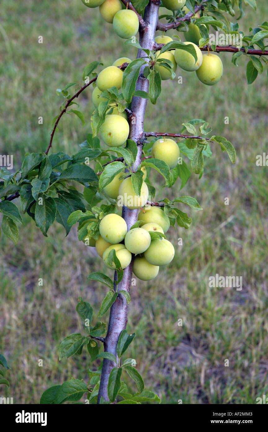 Japanese plum Prunus salicina 'Najdiena' Stock Photo - Alamy