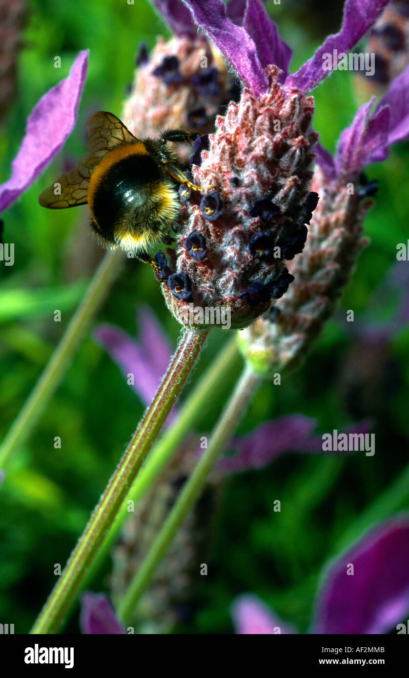 Bumble Bee On Butterfly Lavender Stock Photo - Alamy