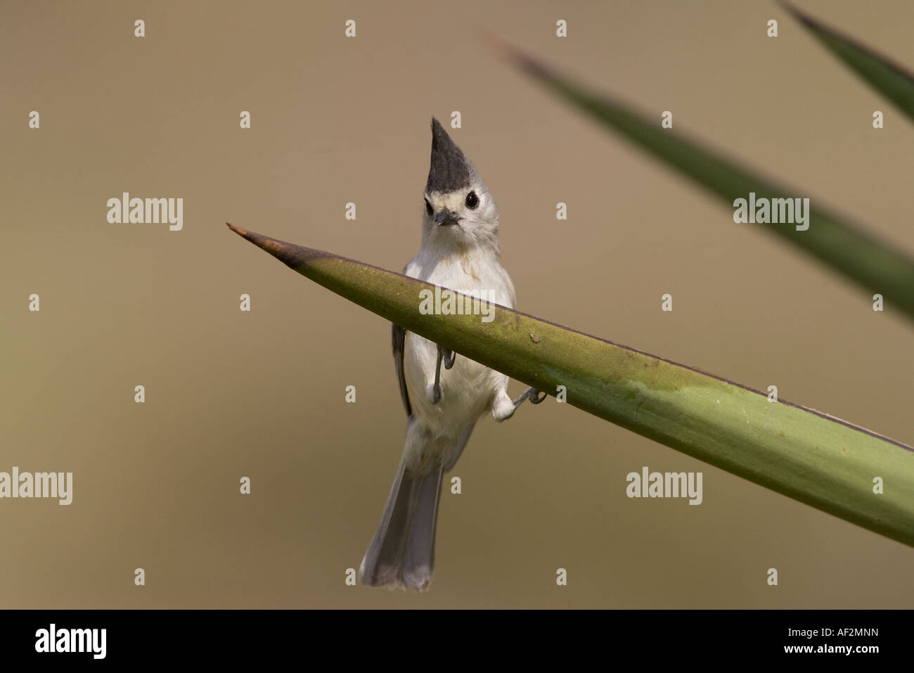 Black crested Titmouse Stock Photo - Alamy