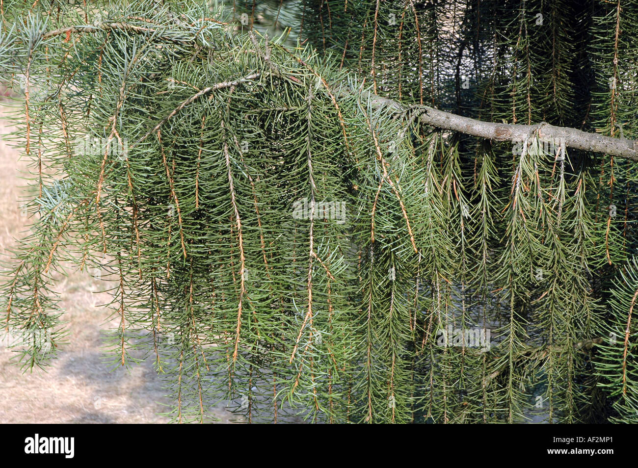 Brewer spruce Picea breweriana also called Brewer's weeping spruce ...