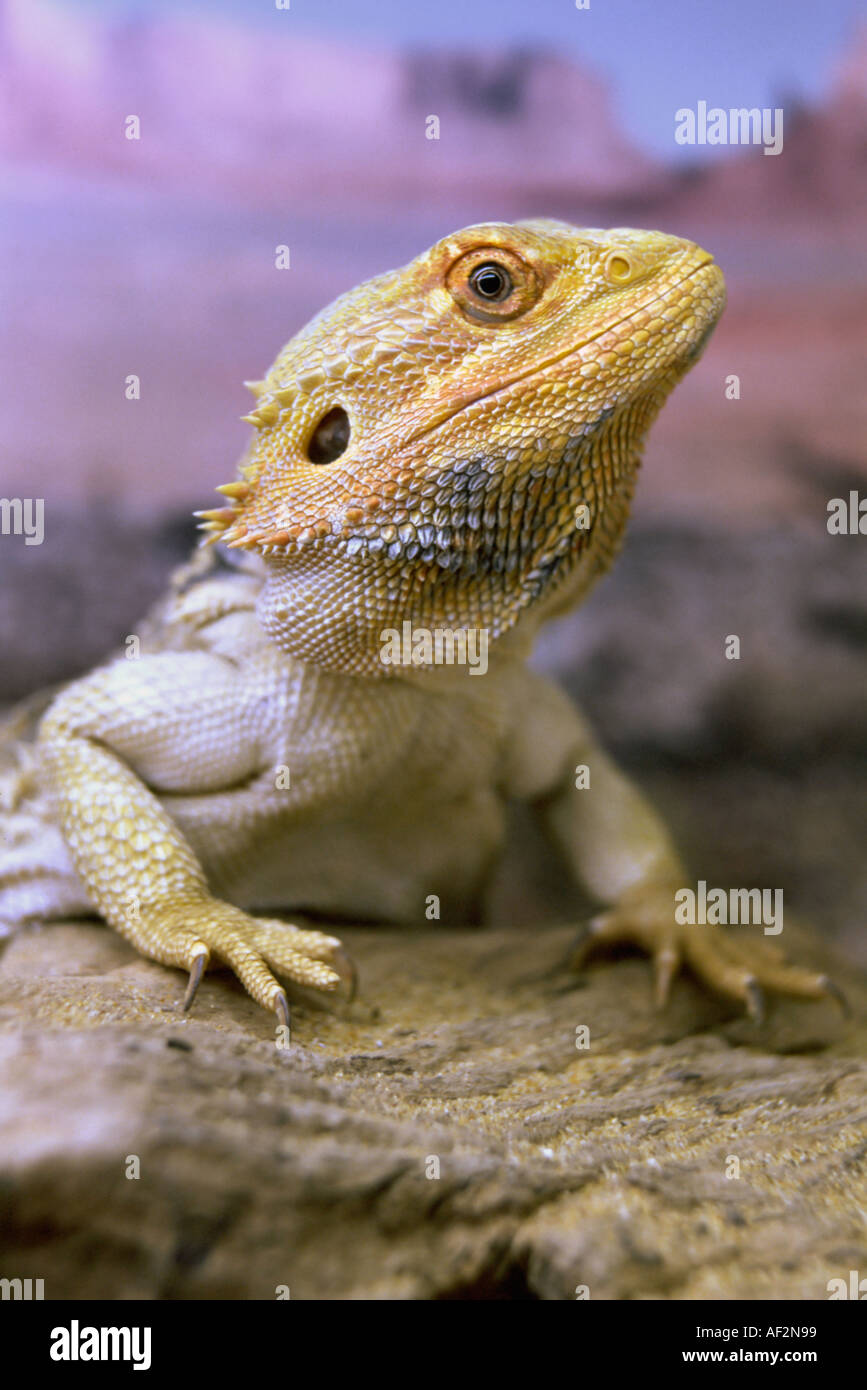 Female Bearded Dragon Stock Photo - Alamy