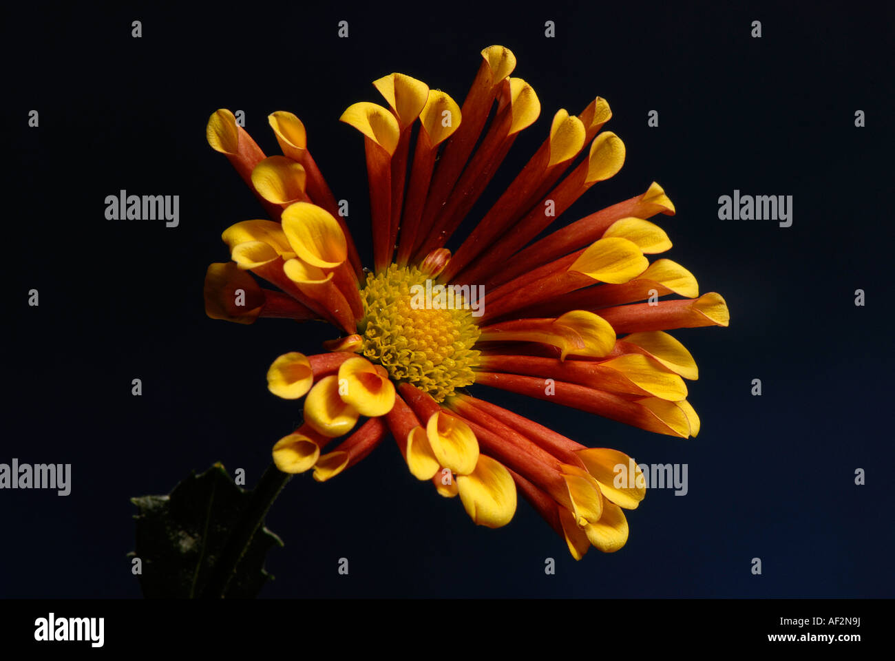 A single Chrysanthemum flowerhead 'Pennine Alfie' Stock Photo - Alamy