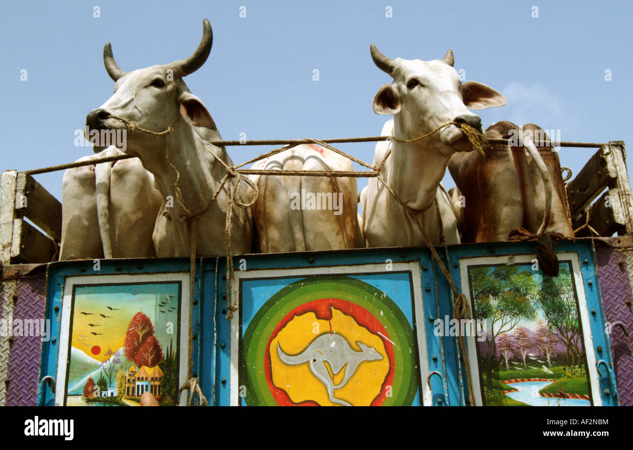 Cows in the back of a truck in Chittagong, Bangladesh. A painted ...