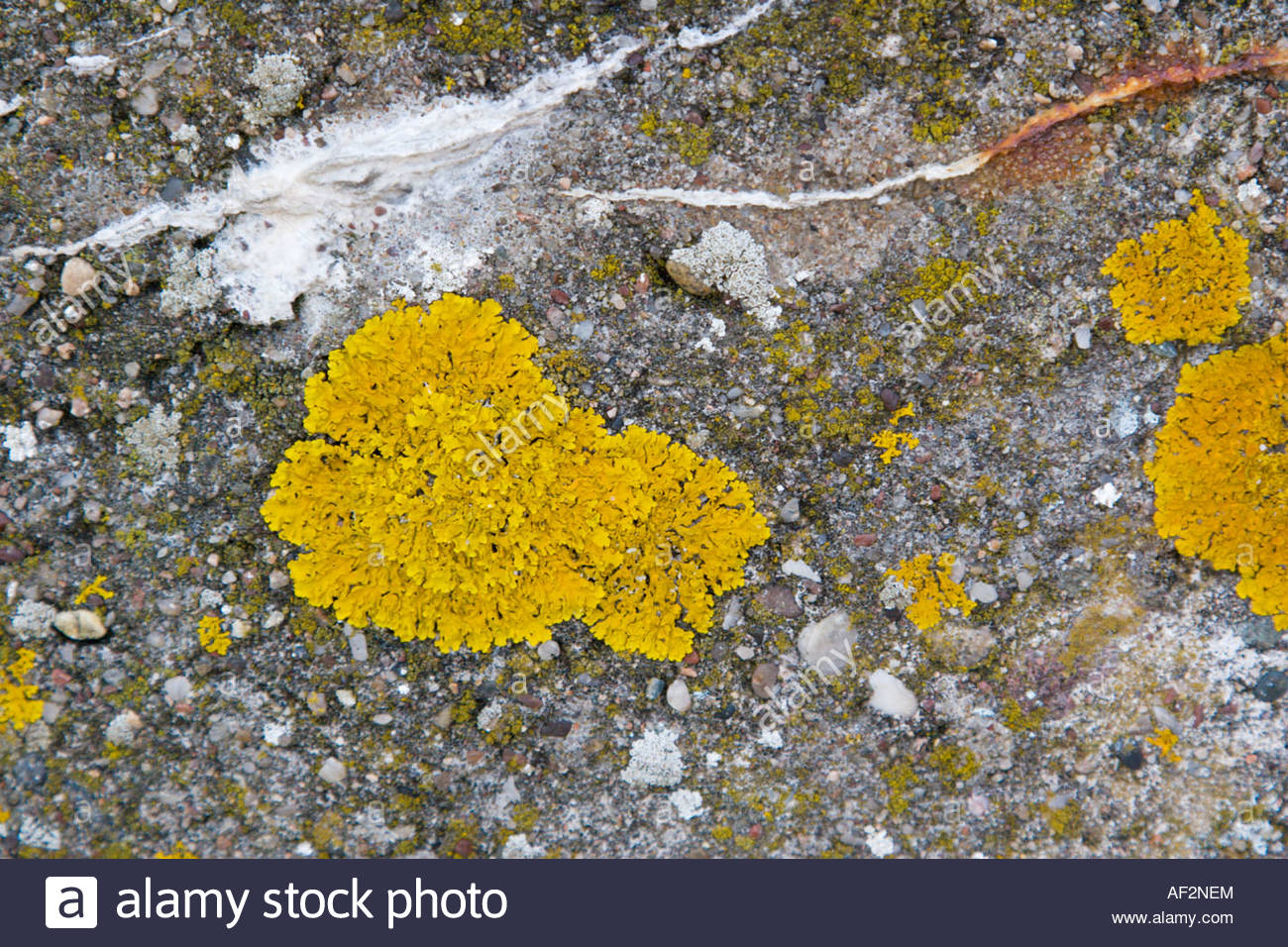 Yellow Lichen Wall Scotland High Resolution Stock Photography and ...