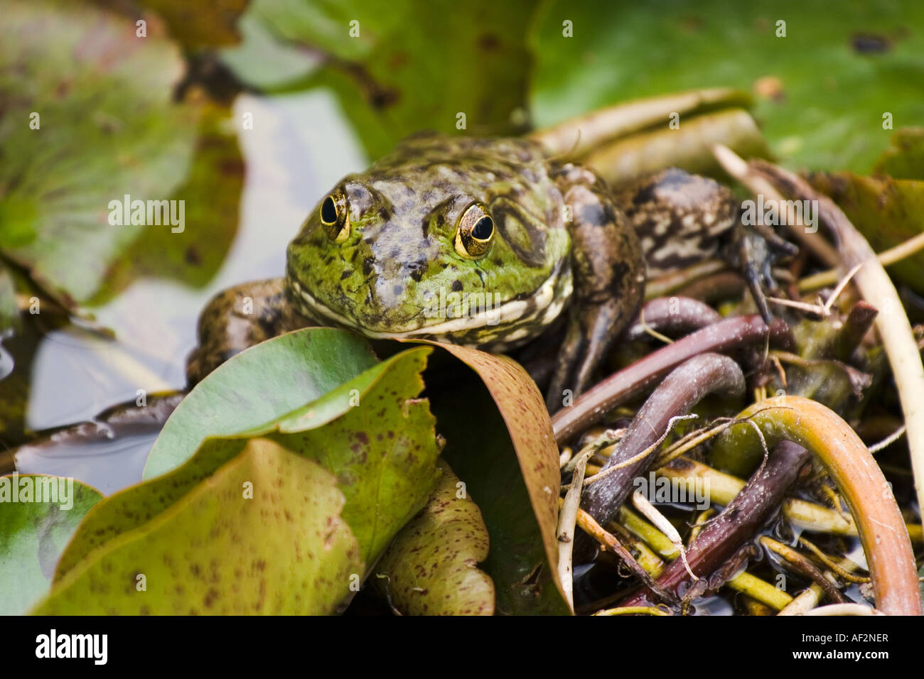 Large toad in a pond Stock Photo - Alamy
