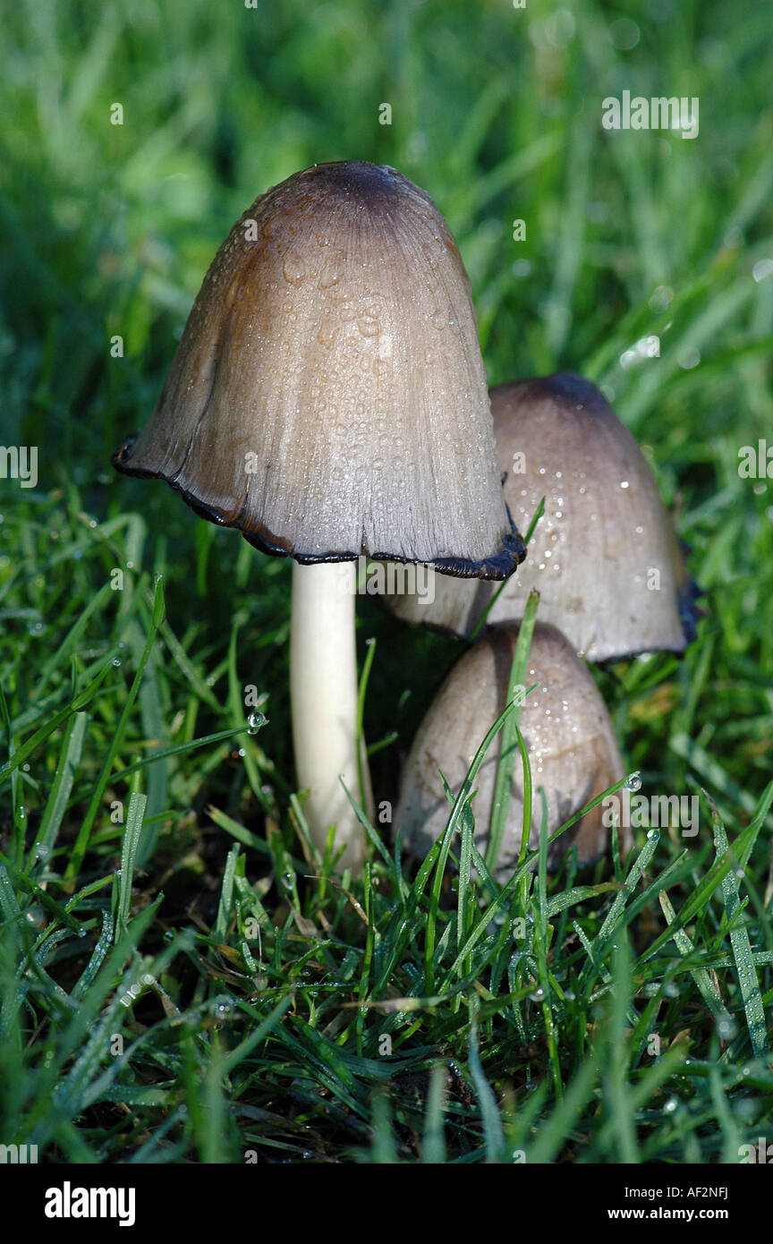 Fairies ink cap hi-res stock photography and images - Alamy