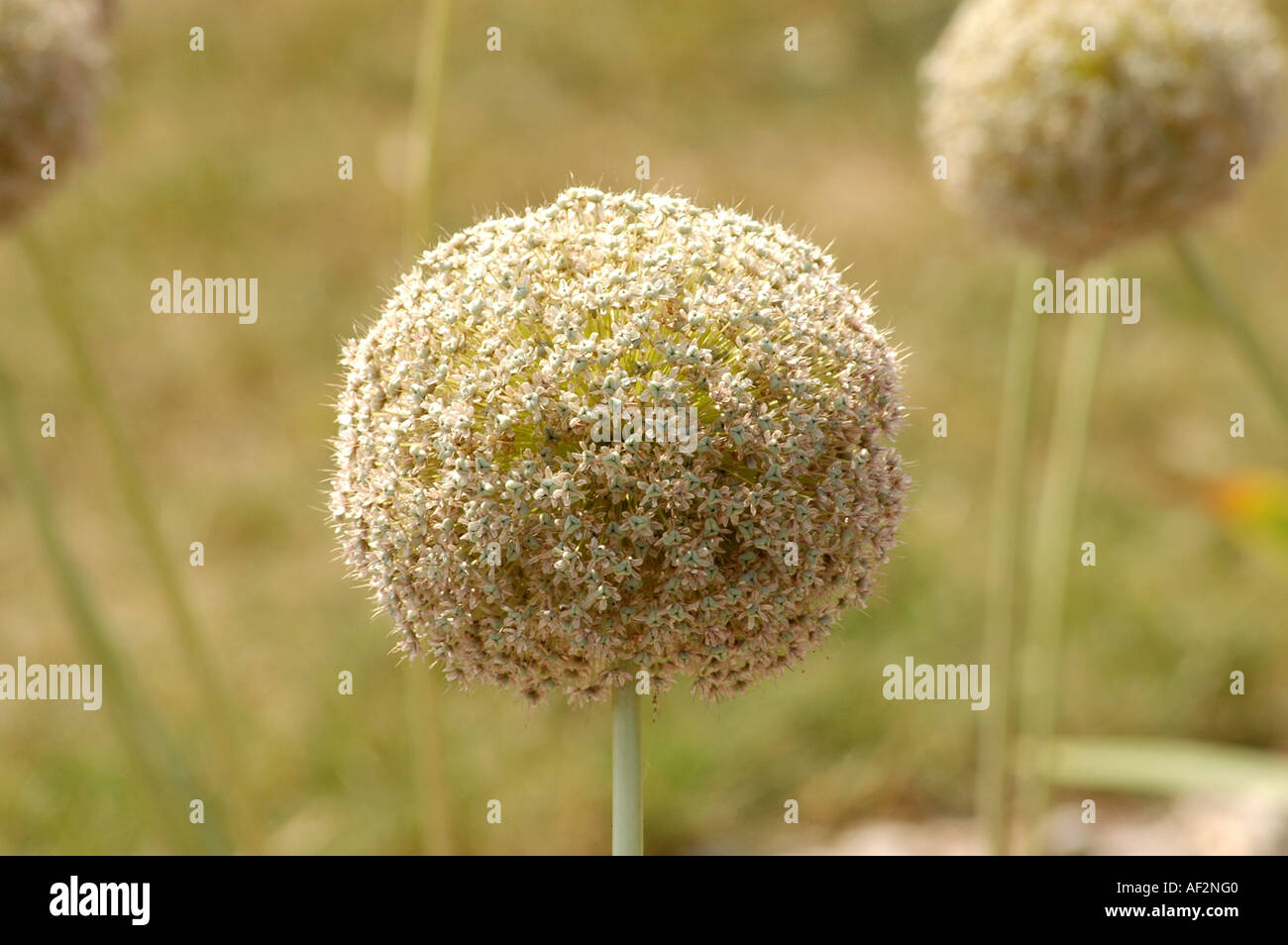 Giant onion Allium giganteum also called Giant Allium Stock Photo - Alamy