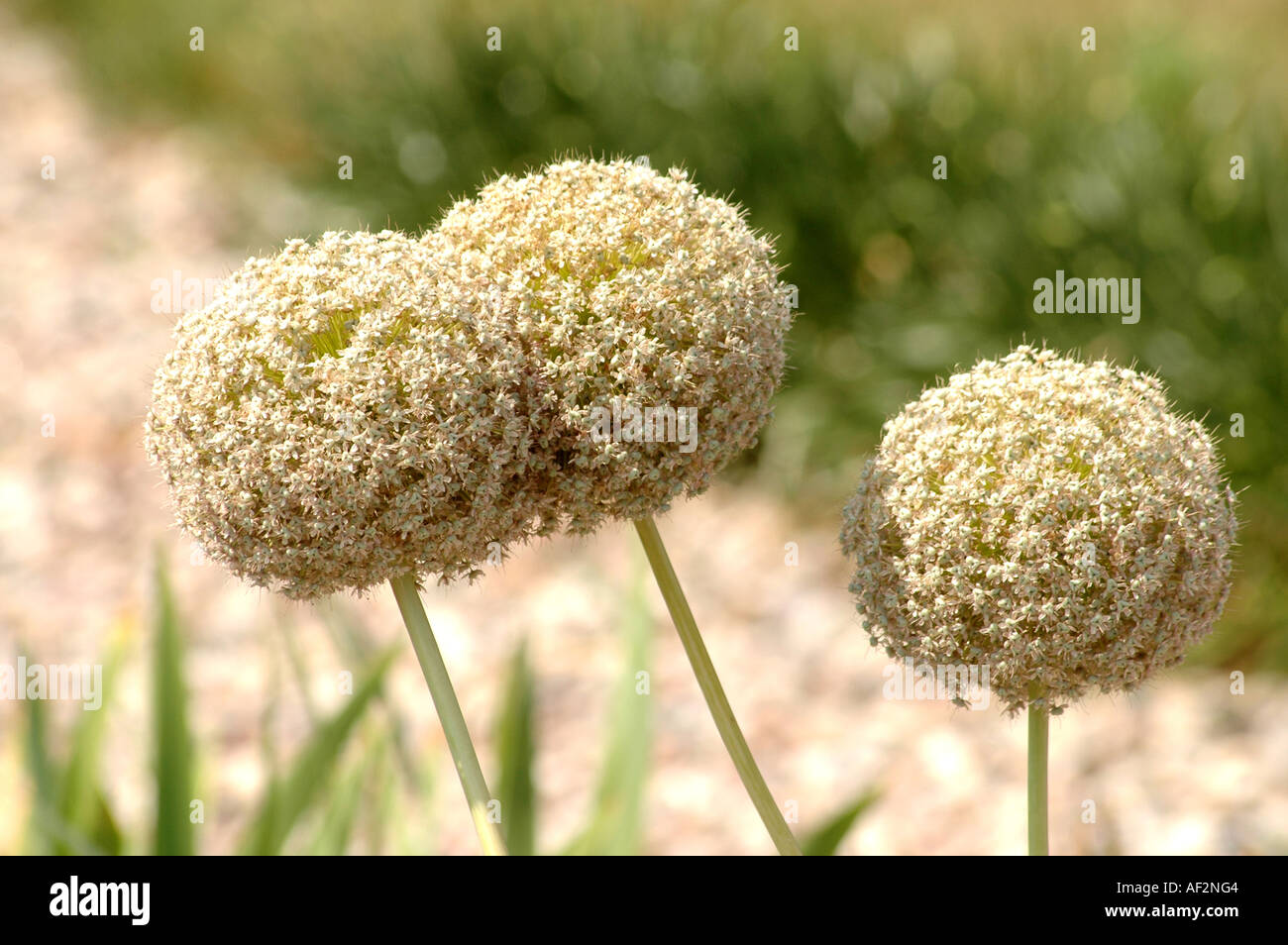Giant onion Allium giganteum also called Giant Allium Stock Photo - Alamy